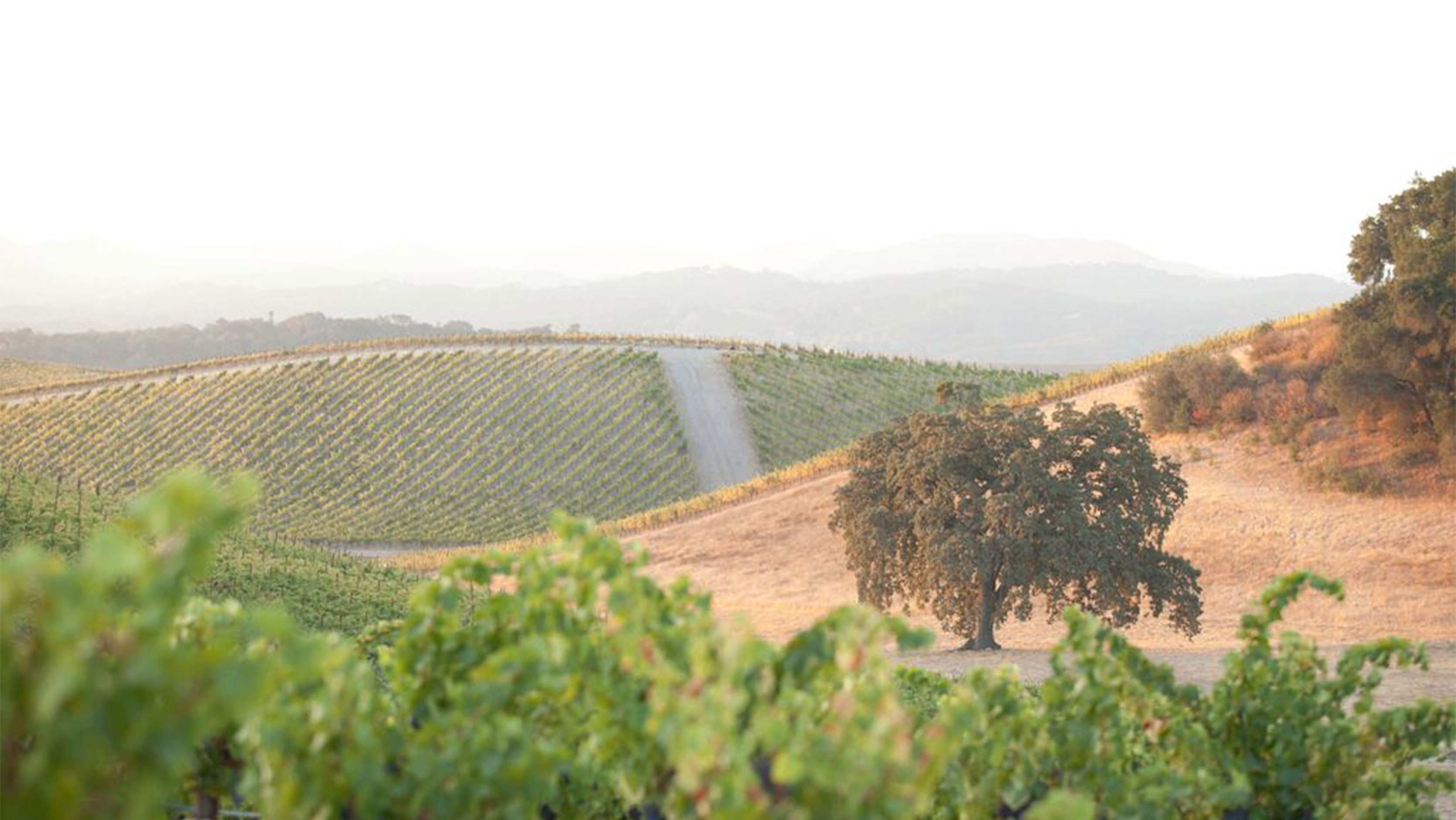 Where to Wine and Dine in Paso Robles | Departures Magazine