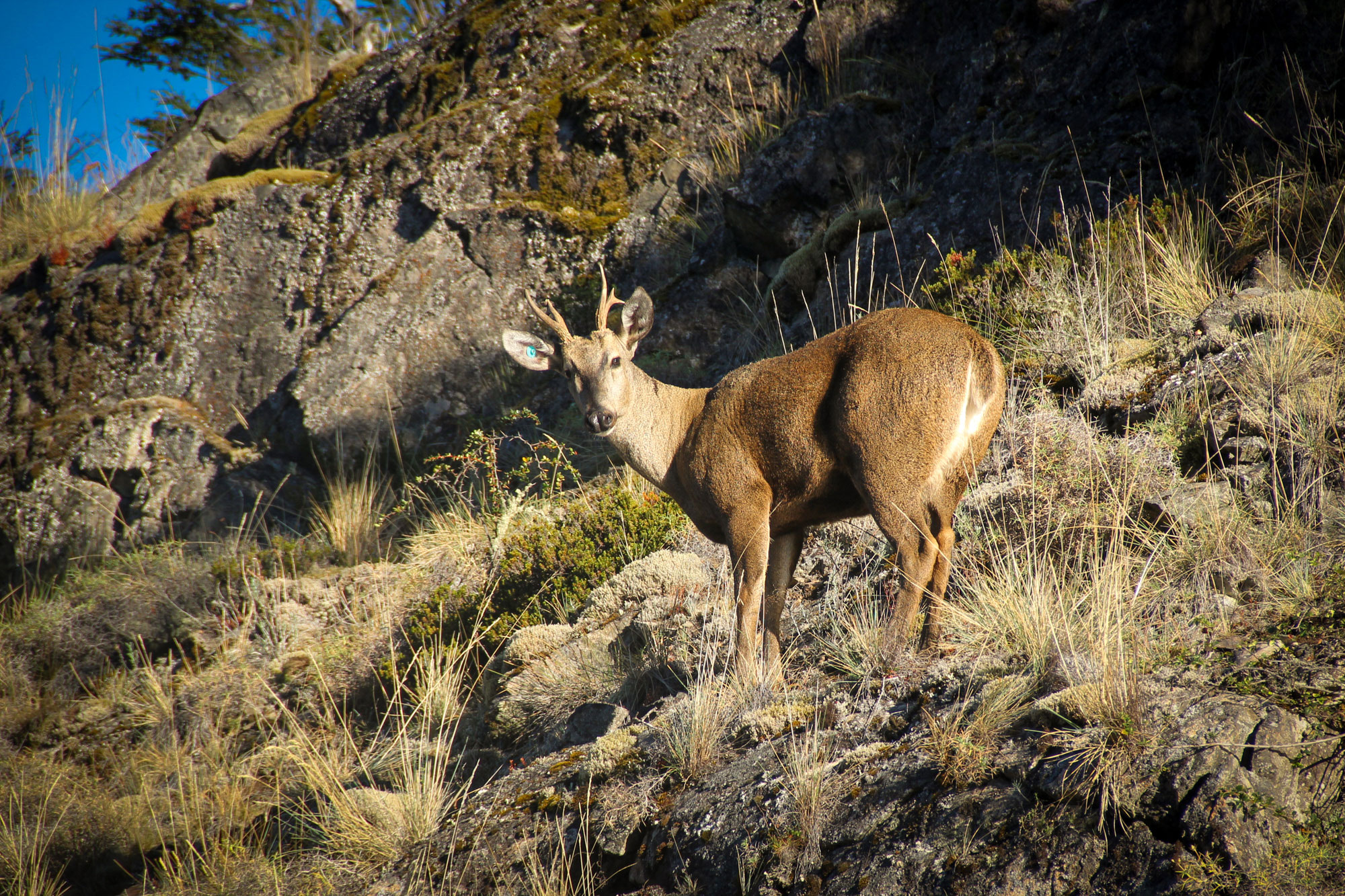 Chile National Animal